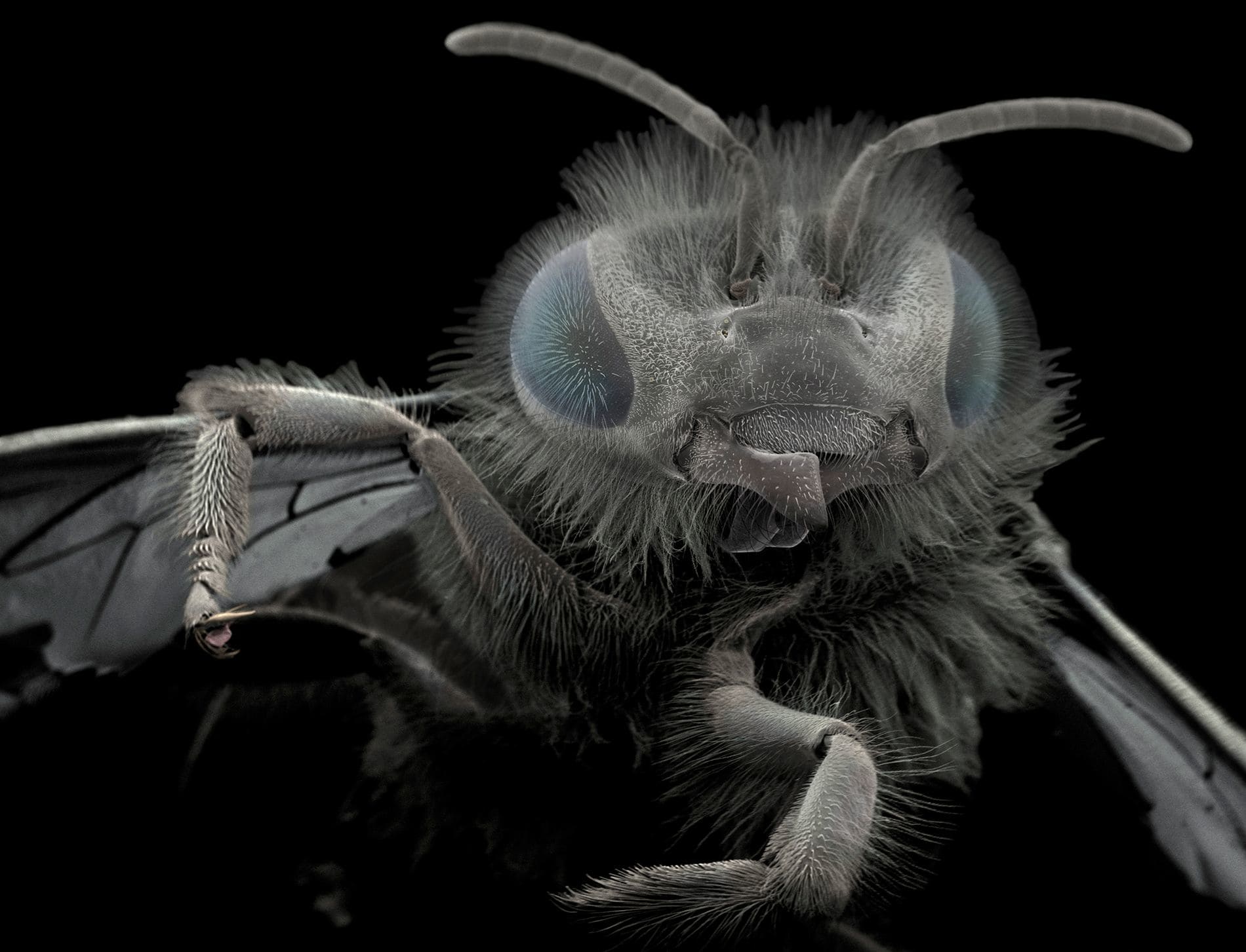 Imágenes De Insectos Obtenidas Mediante Microscopio Electrónico